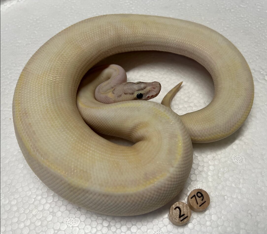 Female Banana Cinnamon pied – My Blog