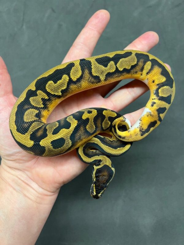 Female Pied Poss Enchi Het Albino – Ball Pythons Pet Shop