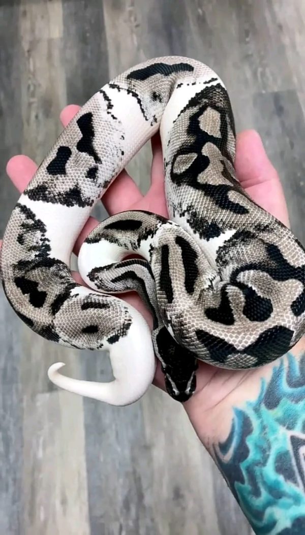 Axanthic pied Female Ball Python – Ball Pythons Pet Shop