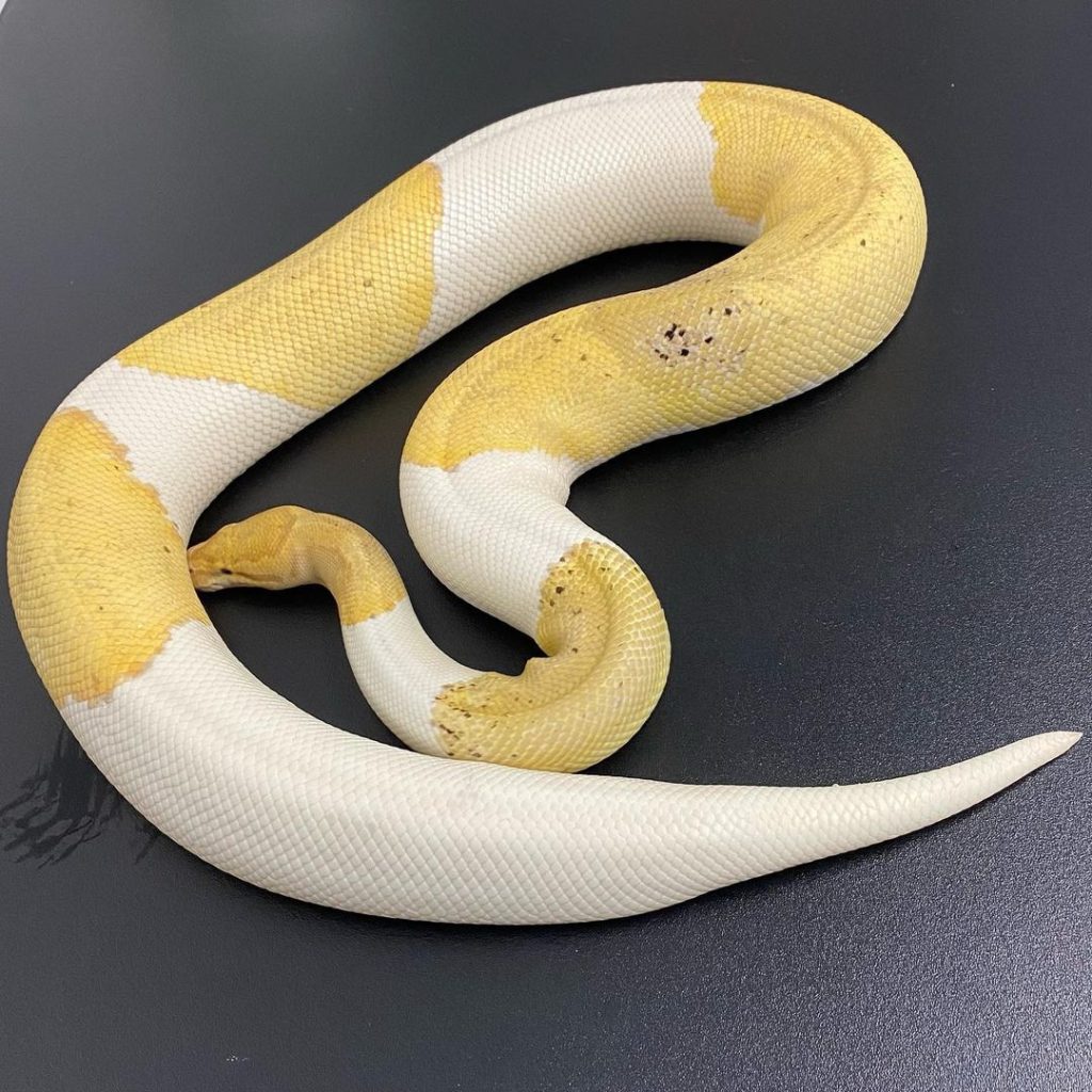 Ball Pythons Pet Shop – Premium Ball Pythons Shop