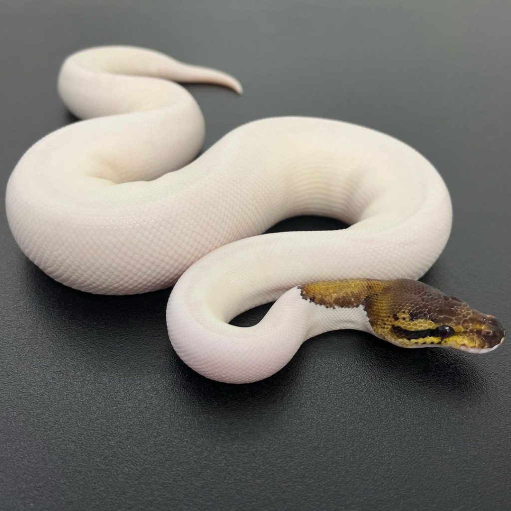 Ball Pythons Pet Shop – Premium Ball Pythons Shop