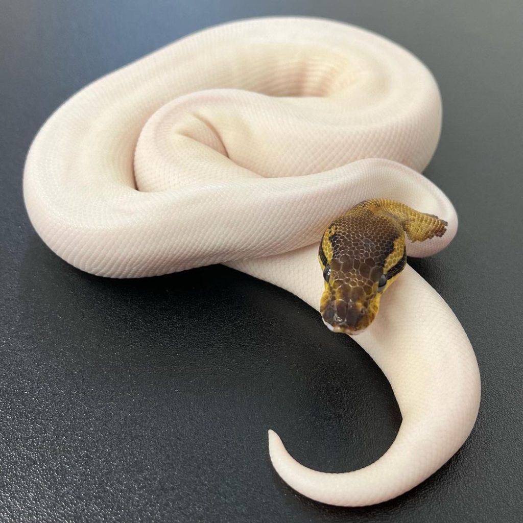 Ball Pythons Pet Shop – Premium Ball Pythons Shop