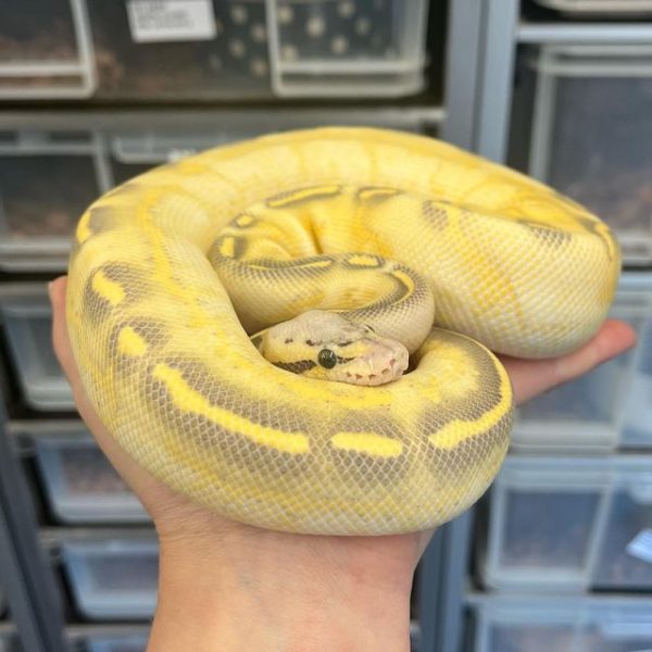 Super Pastel Highway Female – Ball Pythons Pet Shop
