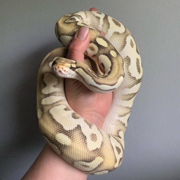 Female OD mojave firefly Ball Python – Ball Pythons Pet Shop