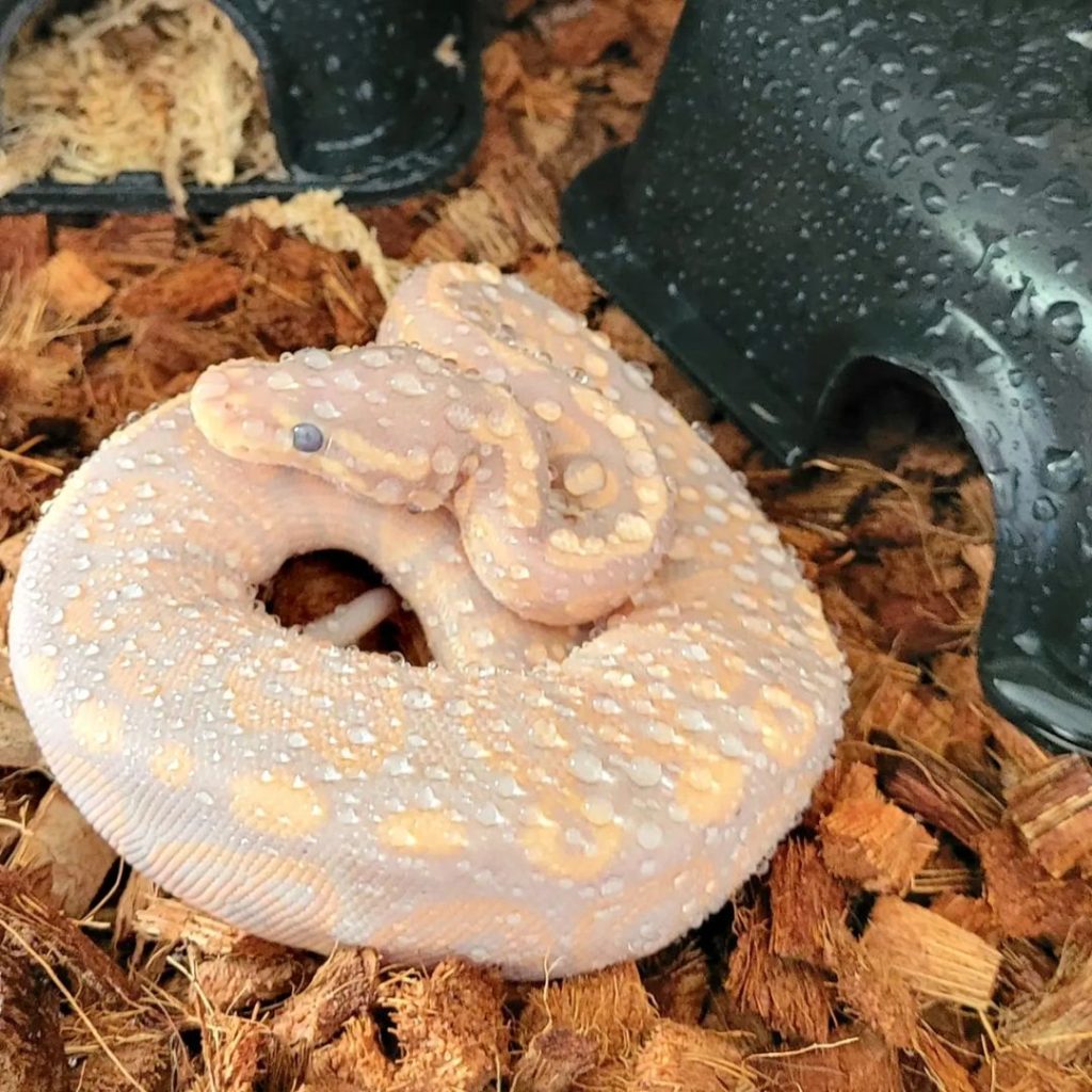 Banana het Piebald Female Ball Python – Ball Pythons Pet Shop